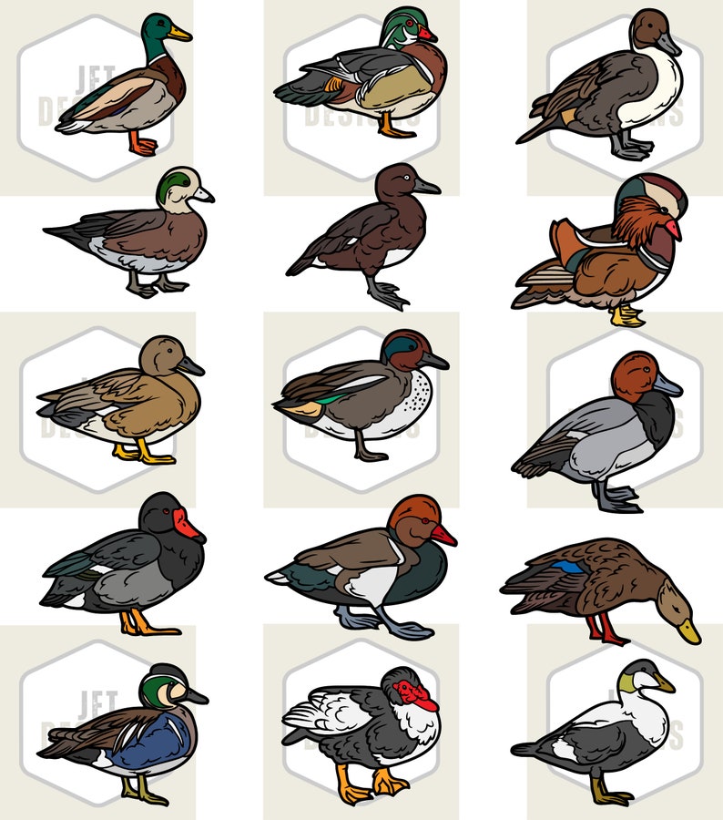 Duck Species SVG Bundle, Mallard, Pintail (digital Download) - Etsy