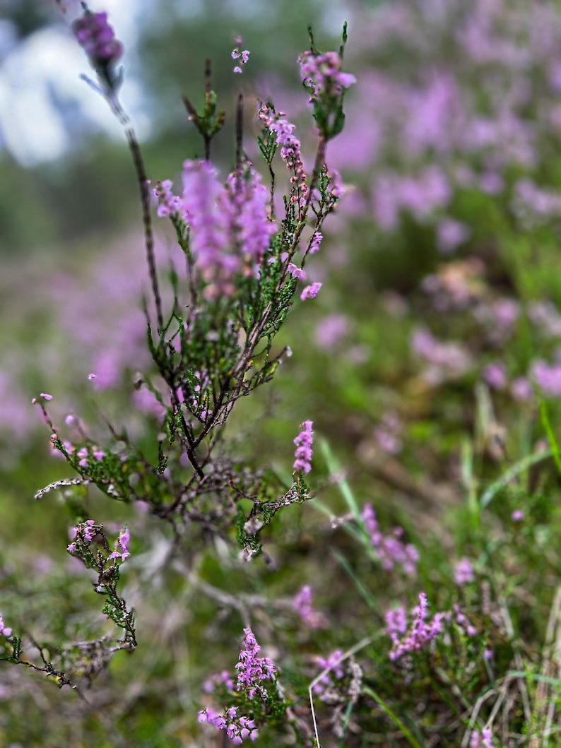 Wild Heather Honey Raw Natural Pure Latvian Honey Gift - Etsy