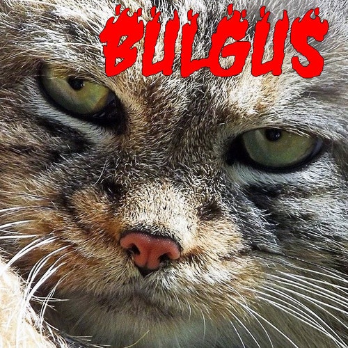 Bulgus - Etsy