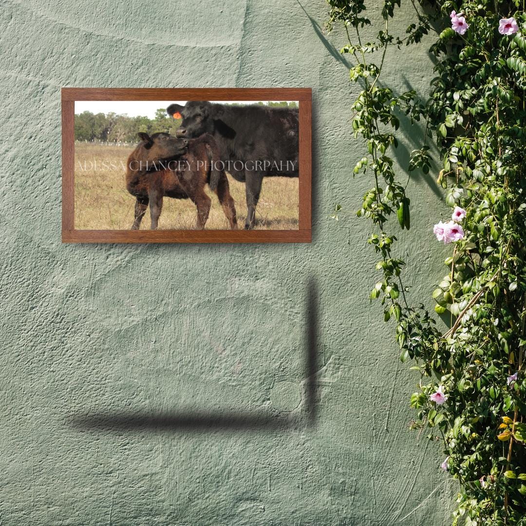 Cows in Field Poster, Cattle, Prints, Farmhouse Wall Art, Western Wall ...
