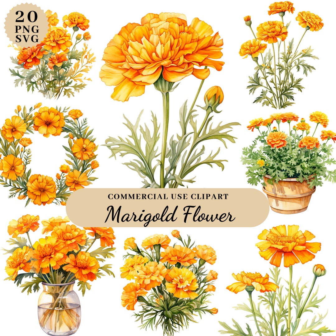 Watercolor Marigold Flower Clipart, Pngs for Botanical Print, Wedding ...
