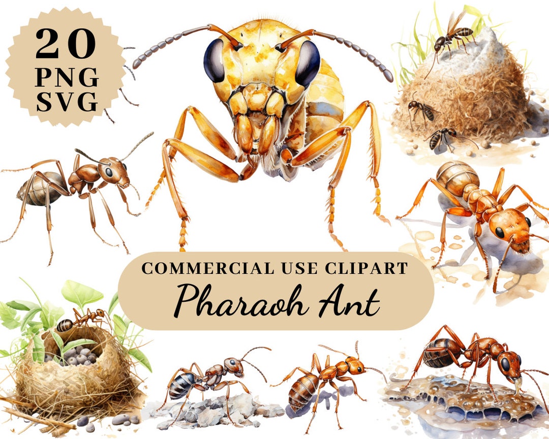 Clipart Ant Pharaoh, Pend Ant, Printable Ants, Watercolor Ants, Cutout ...