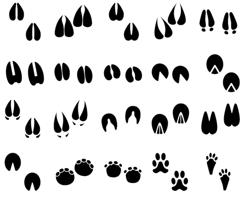 60 ANIMAL FOOTPRINTS Svg Bundle Footstep Svg Animal Paw CRICUT Wildlife ...