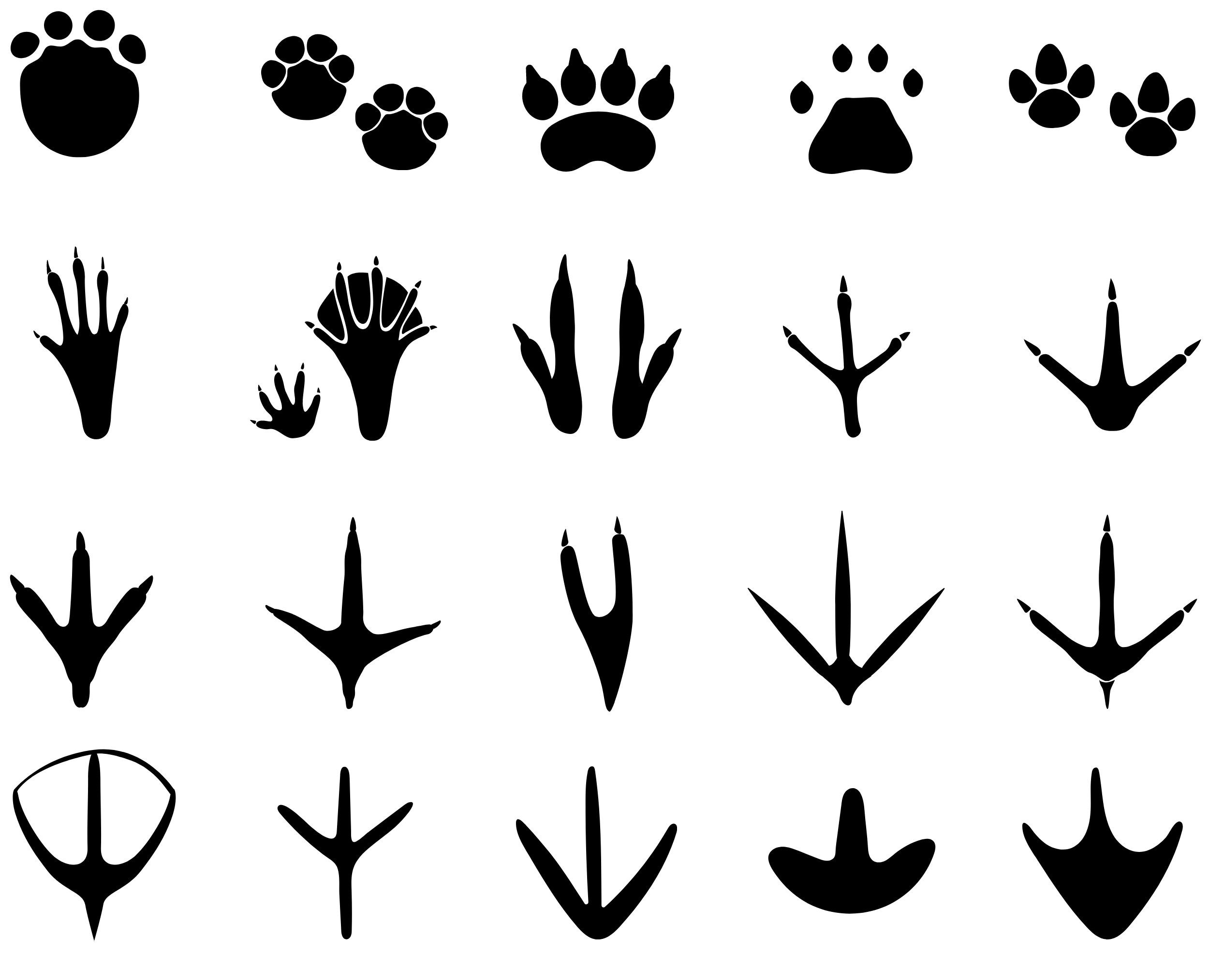 60 ANIMAL FOOTPRINTS Svg Bundle Footstep Svg Animal Paw CRICUT Wildlife ...