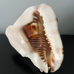 Large Natural Sea Shell, Ocean Conch Shell- Interior Decoration ...