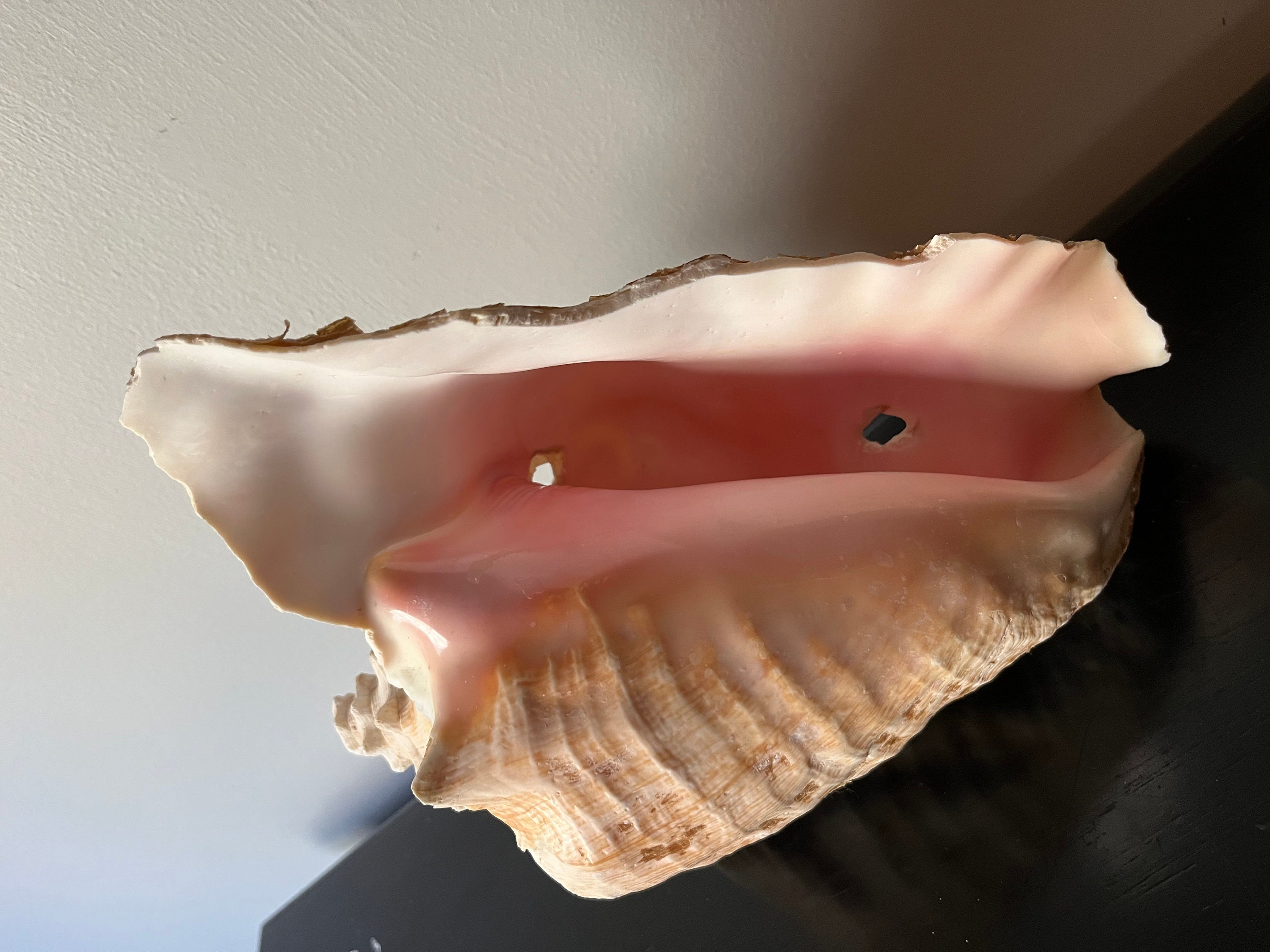 Large Queen Conch Shell - Etsy