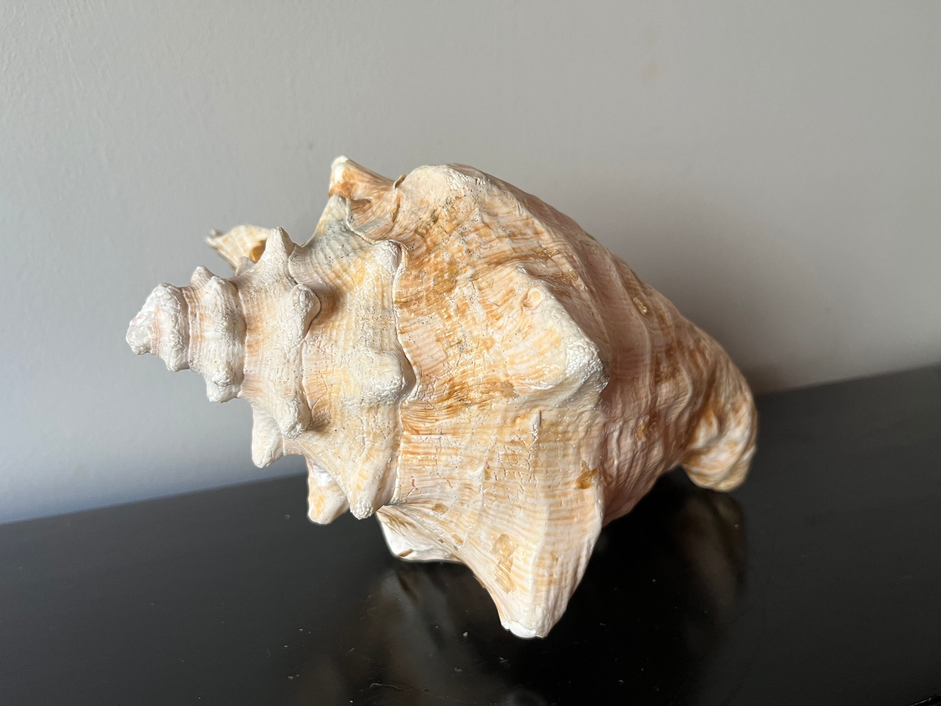 Large Queen Conch Shell - Etsy