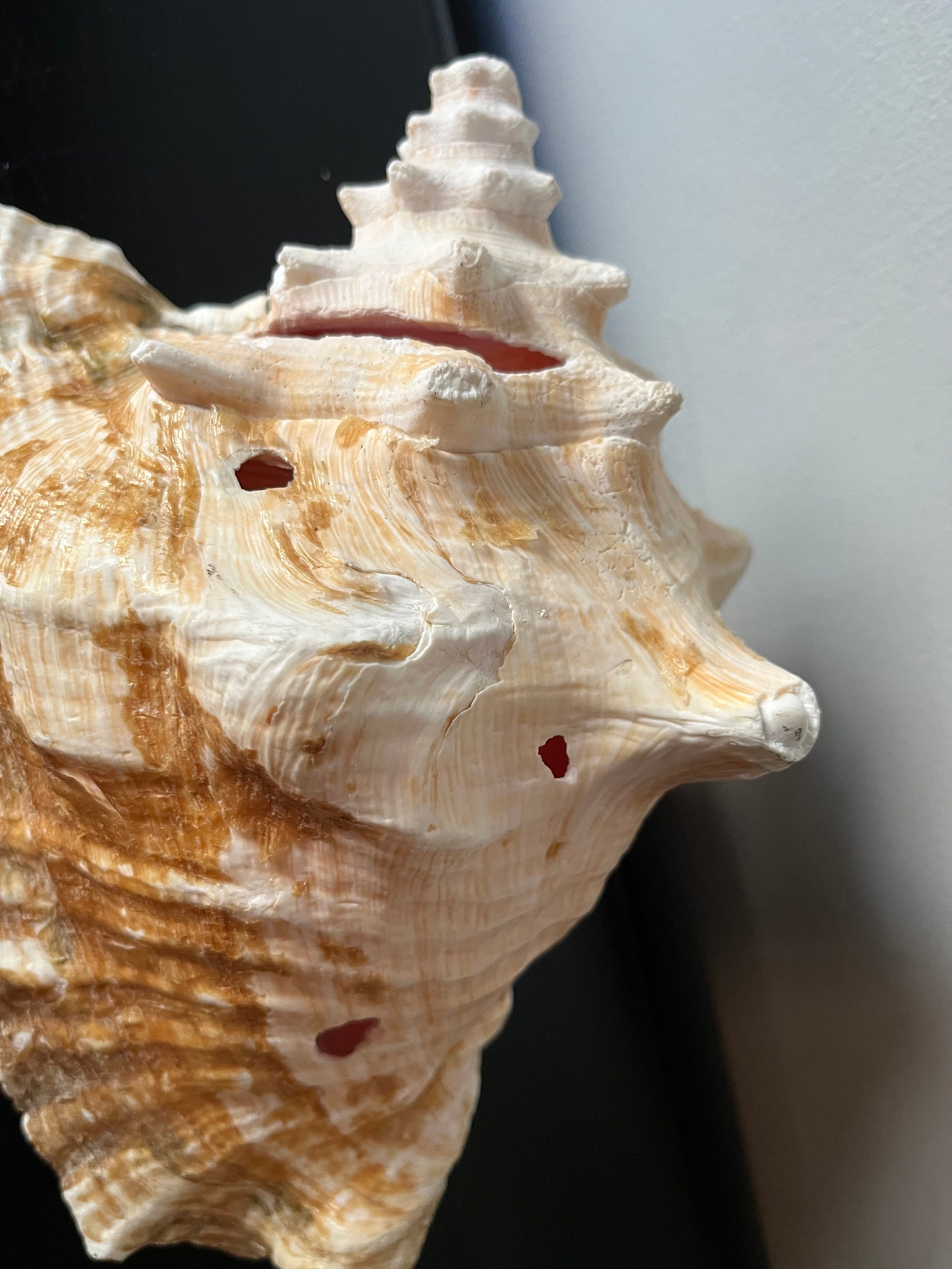 Large Queen Conch Shell - Etsy