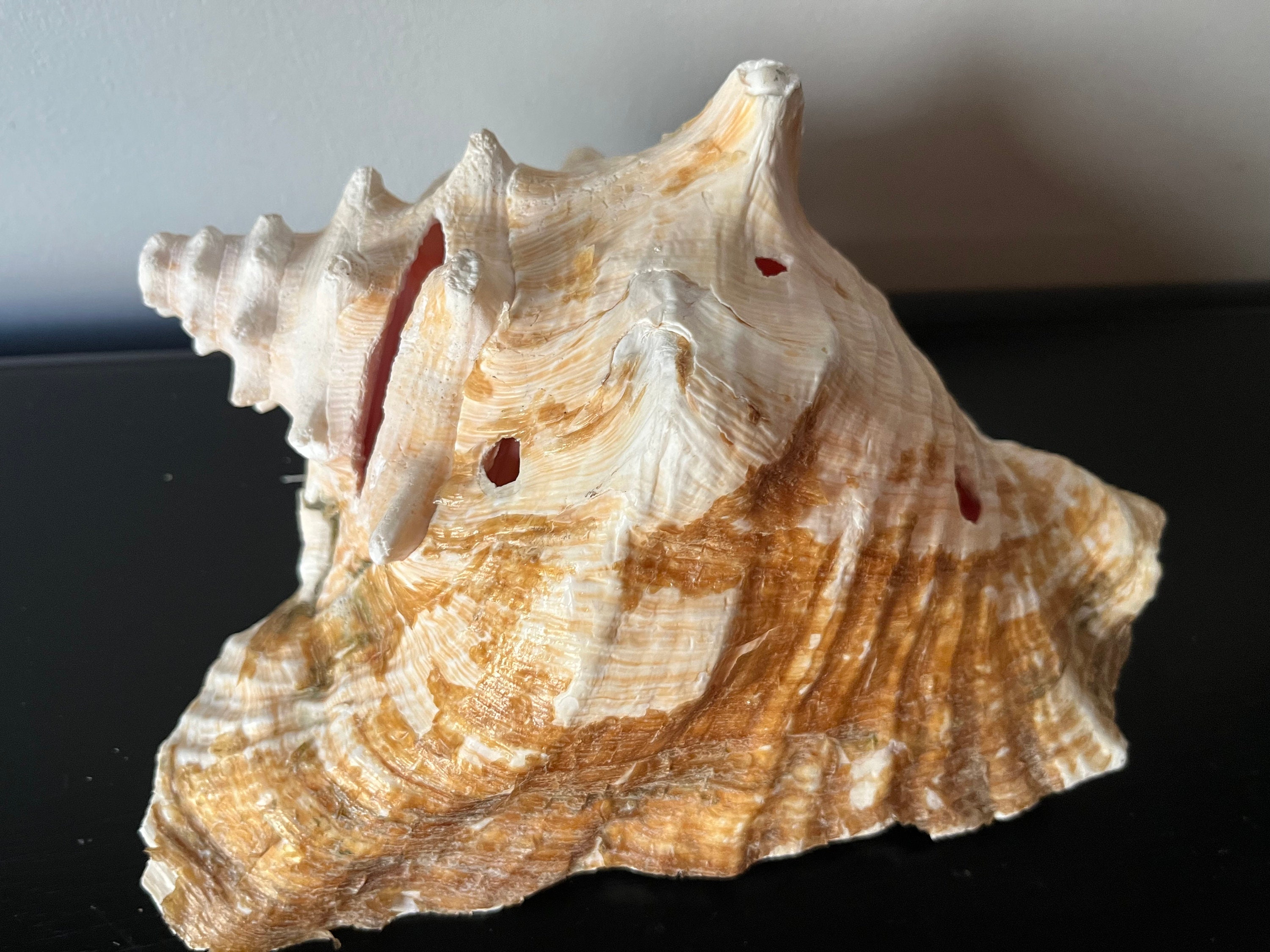 Large Queen Conch Shell - Etsy