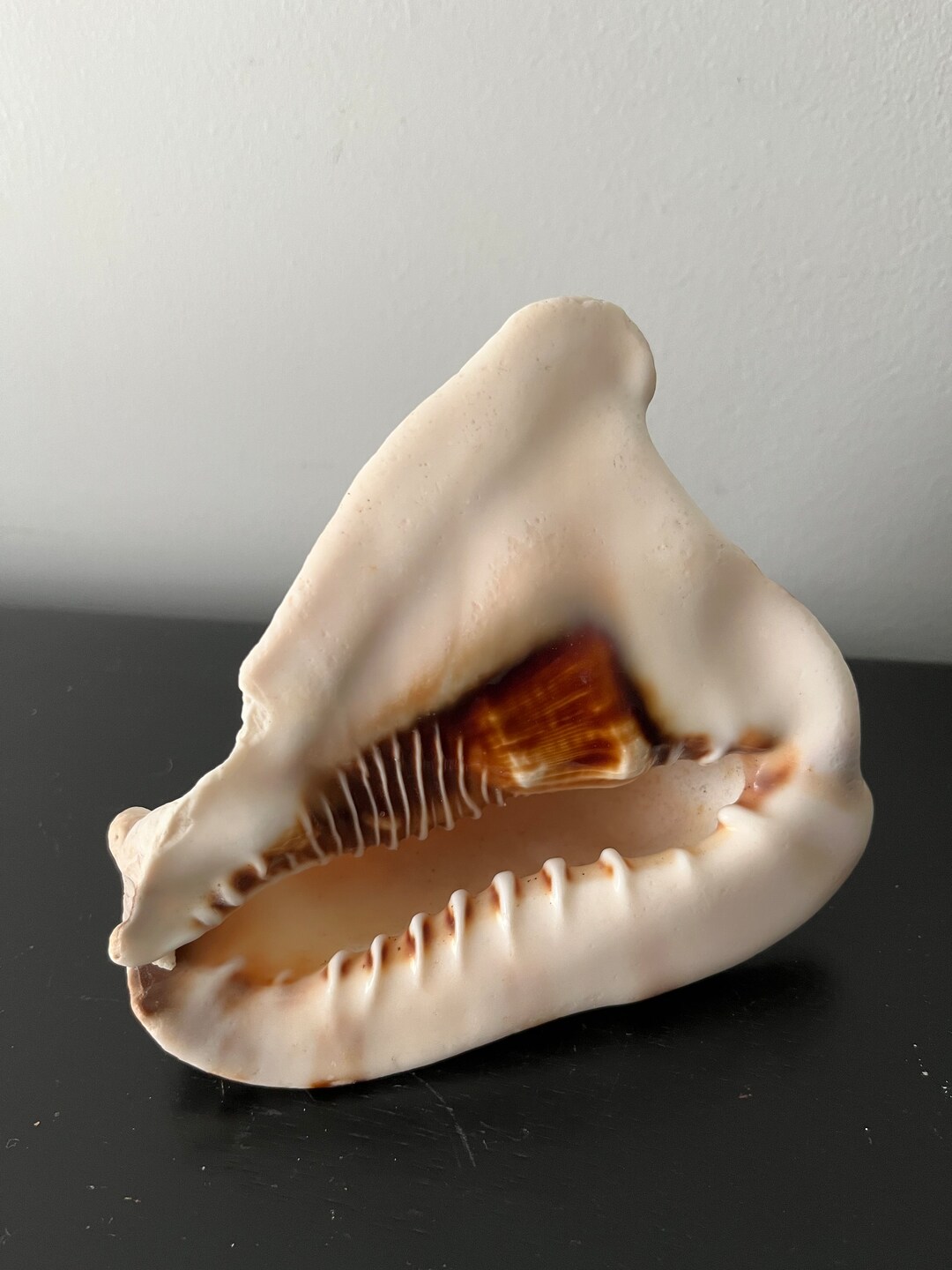 Large Natural Sea Shell, Ocean Conch Shell- Interior Decoration ...