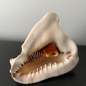 Large Natural Sea Shell, Ocean Conch Shell- Interior Decoration ...