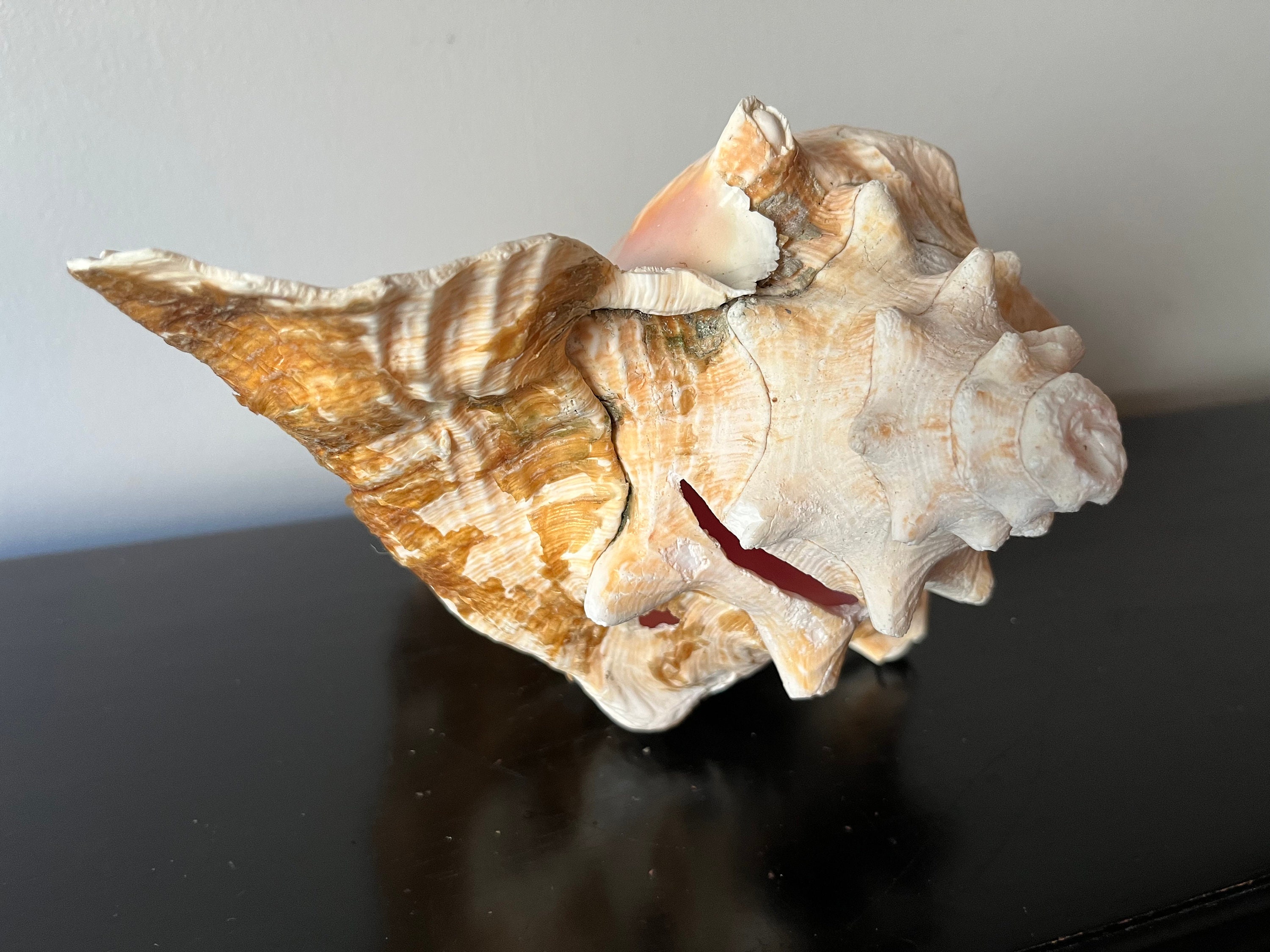 Large Queen Conch Shell - Etsy