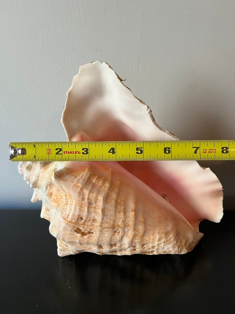 Large Queen Conch Shell - Etsy