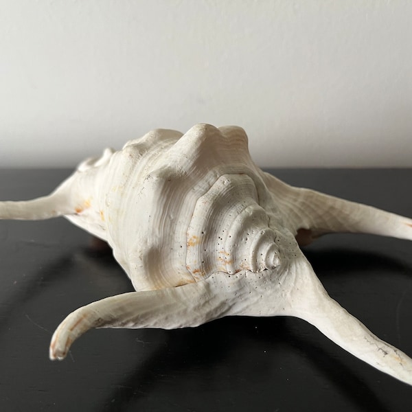Conch Seashell - Etsy