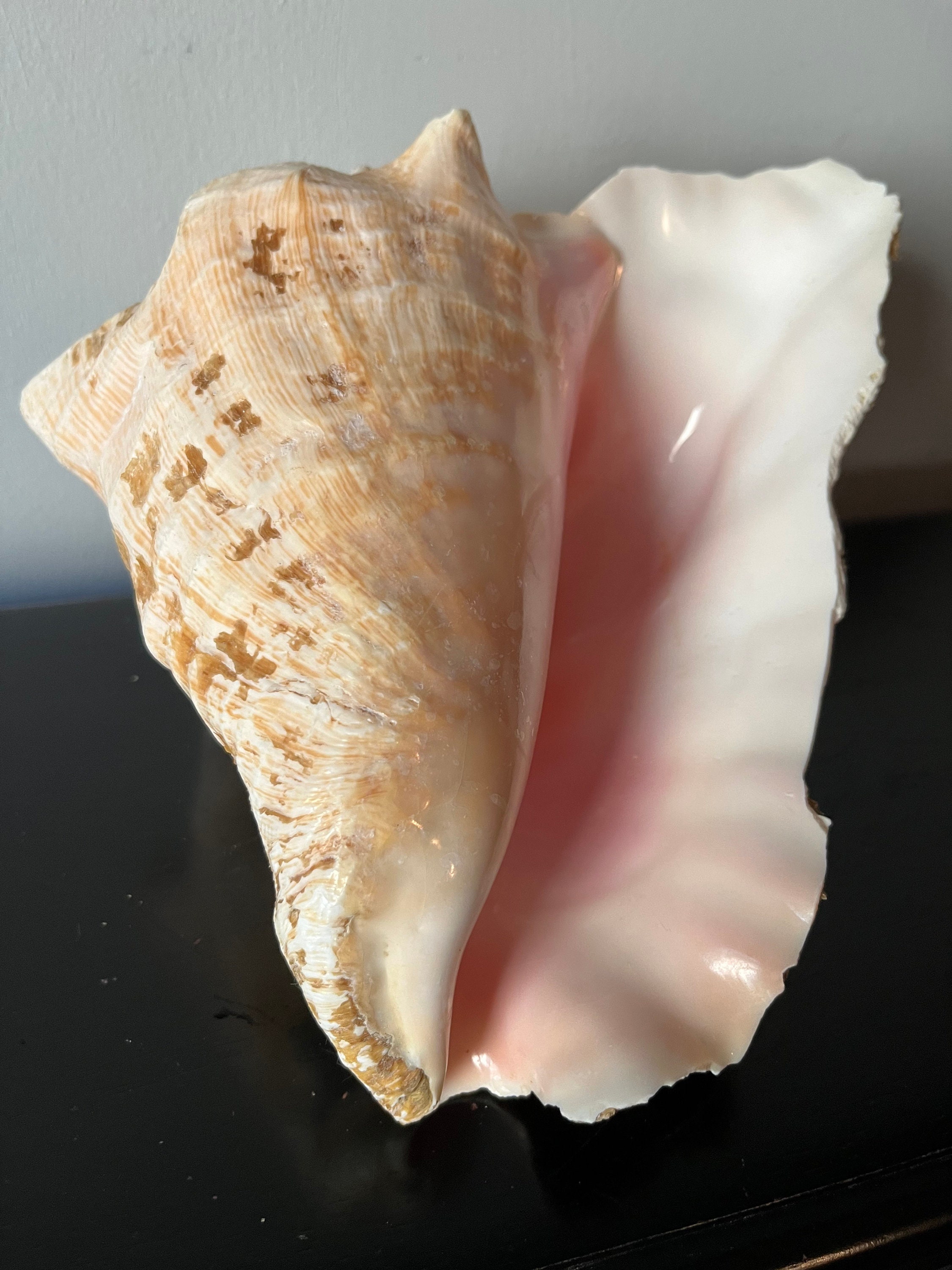 Large Queen Conch Shell - Etsy