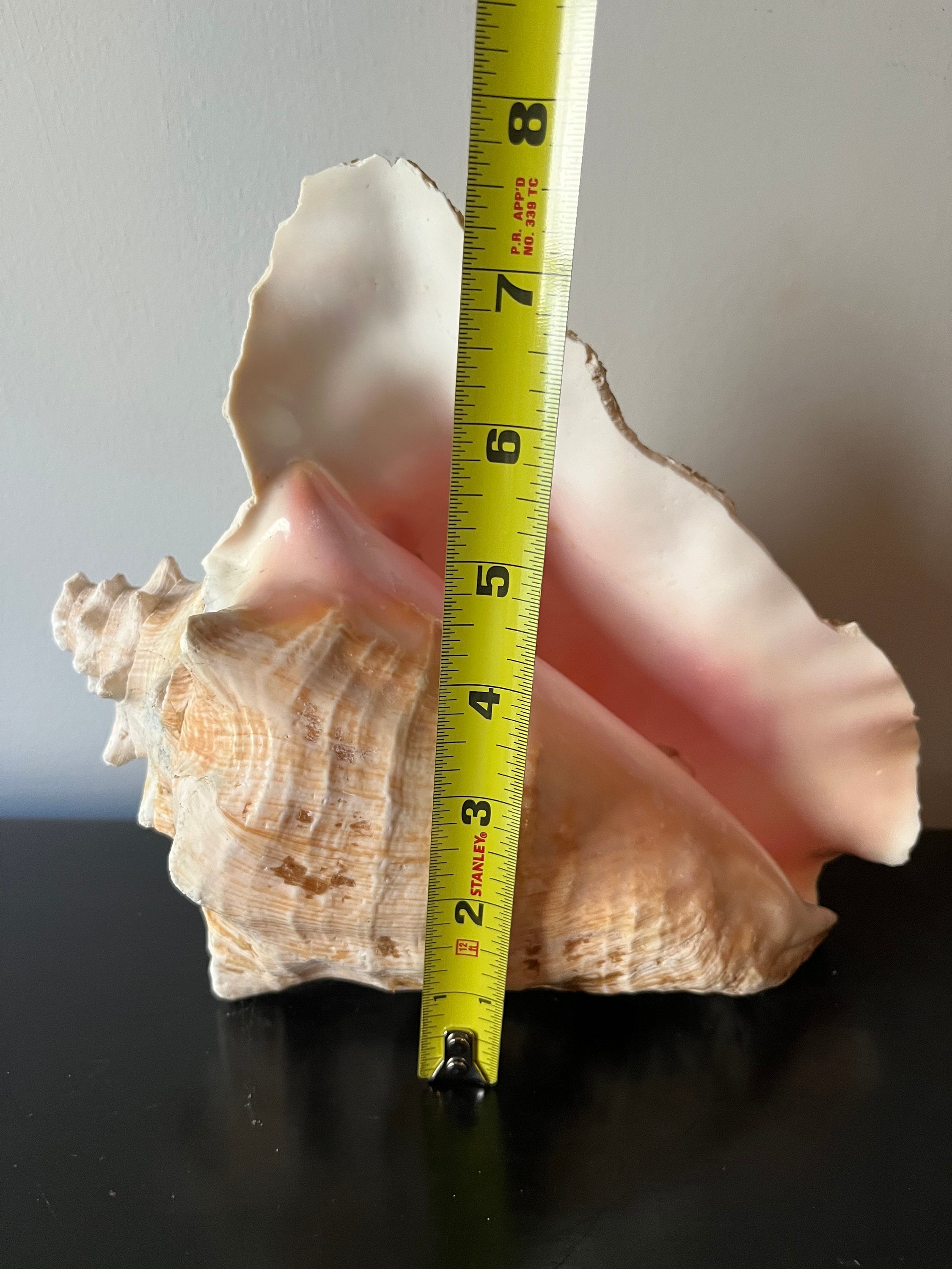 Large Queen Conch Shell - Etsy