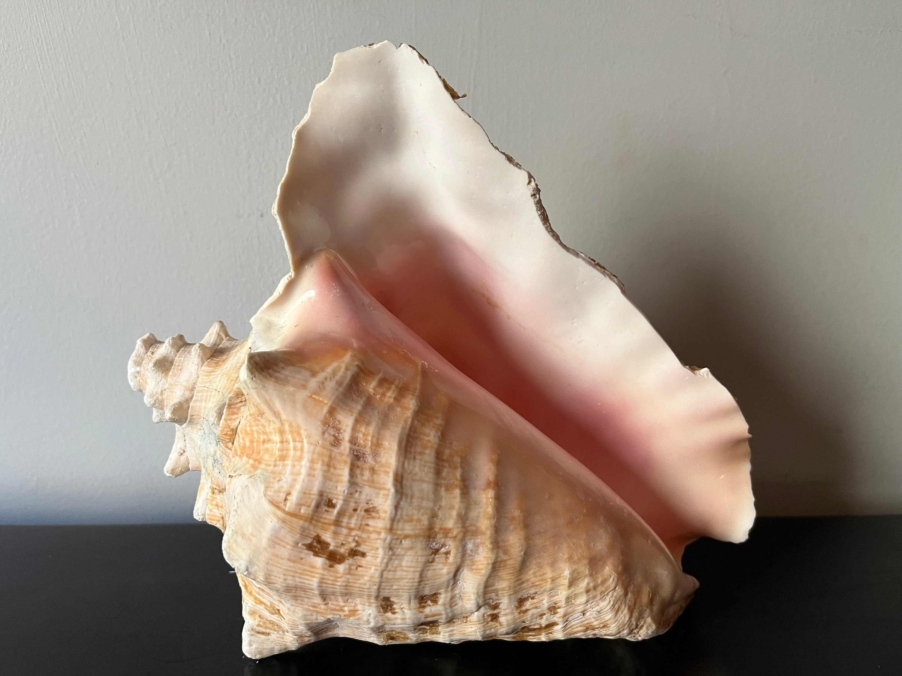 Large Queen Conch Shell - Etsy