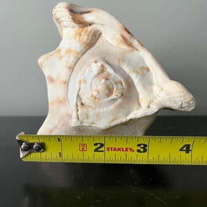 Large Natural Sea Shell, Ocean Conch Shell- Interior Decoration ...