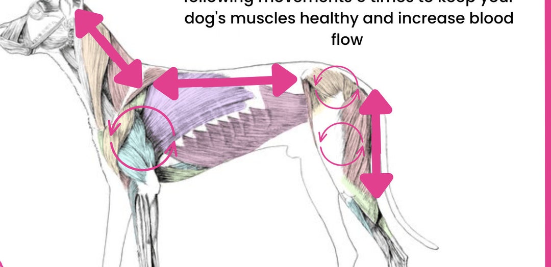 Canine Massage Map - Etsy