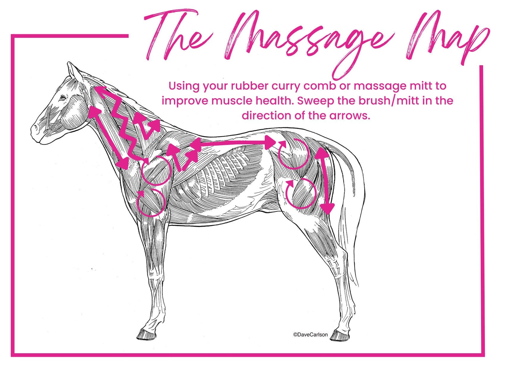 Massage Map for Horses - Etsy