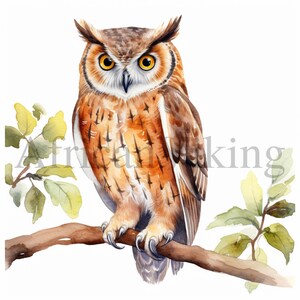 Watercolor Owl Clipart | 10 High Quality Jpgs | Digital Download | Card ...