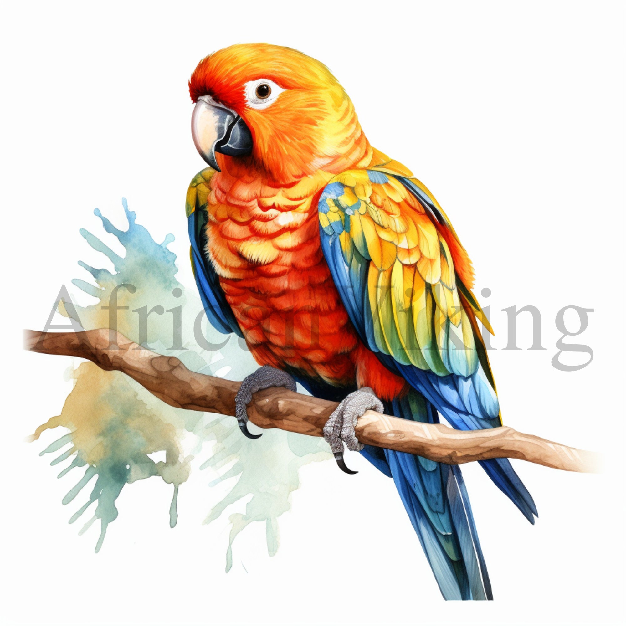 Colorful Parrot Clipart 10 High Quality Jpgs Digital Download Nursery ...