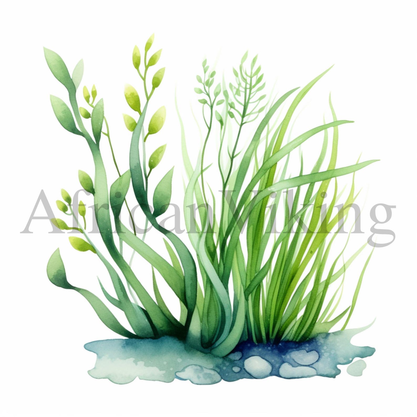 Sea Plants Clipart | 10 High Quality Jpgs | Digital Download | Nautical ...