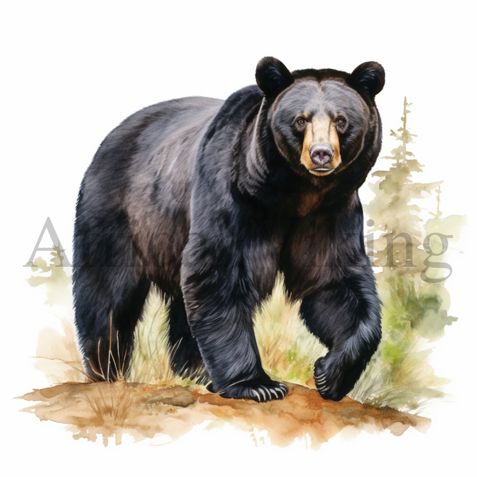 Watercolor Black Bear Clipart | 10 High Quality Jpgs | Digital Download ...