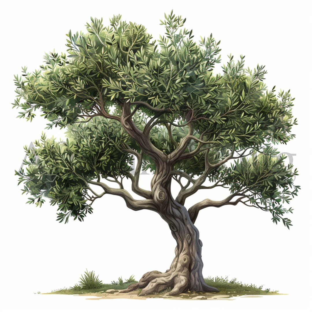 Olive Trees Clipart | 10 High Quality Jpgs | Digital Download ...