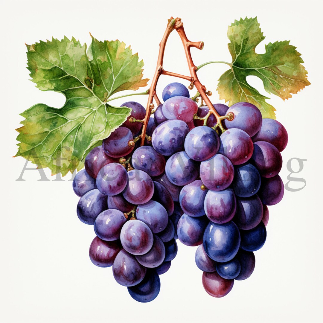 Grape Branches Clipart | 10 High Quality Jpgs | Digital Download ...
