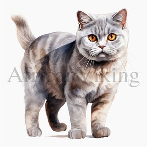 British Shorthair Cats Clipart | 10 High Quality Jpgs | Digital ...