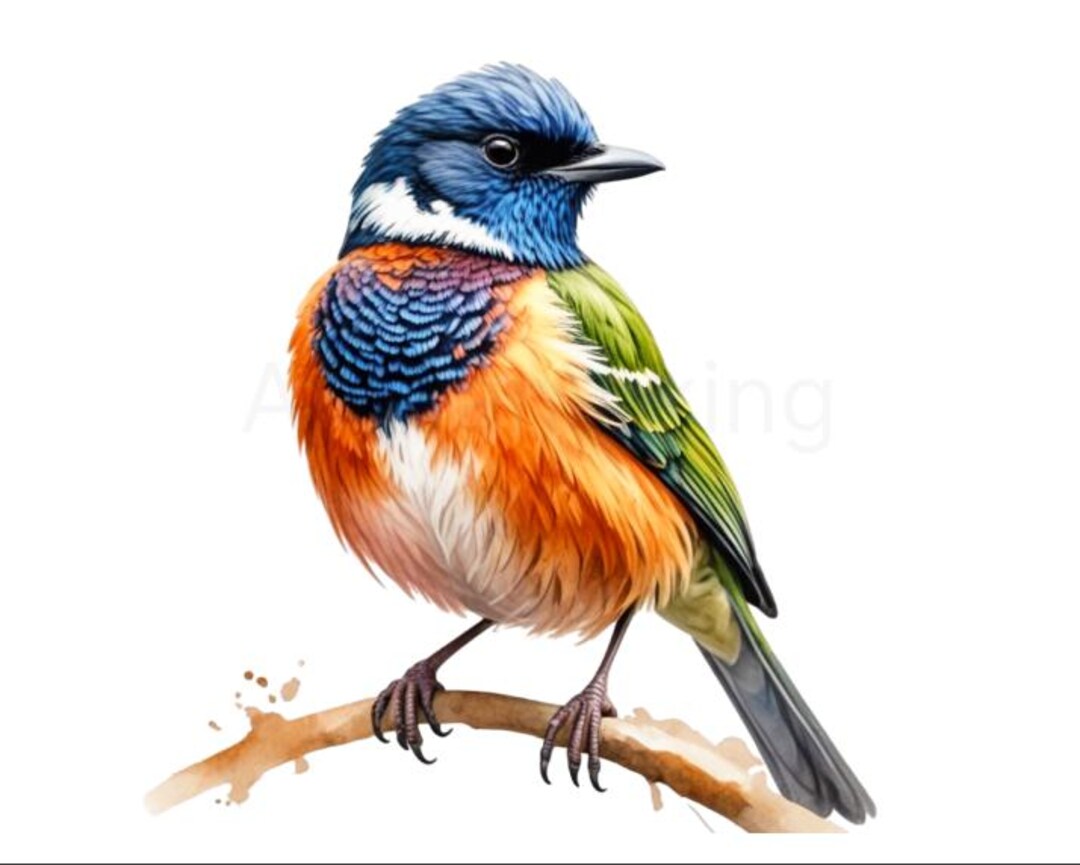 Colorful Birds Clipart: High-resolution Jpgs (digital Download) - Etsy