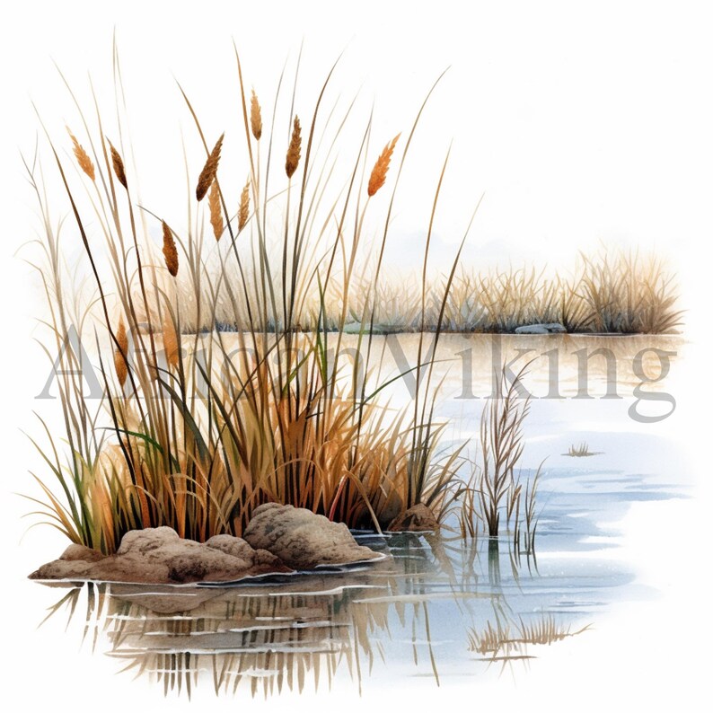 Cattails and Reeds in Water Pond Clipart | 10 High Quality Jpgs ...