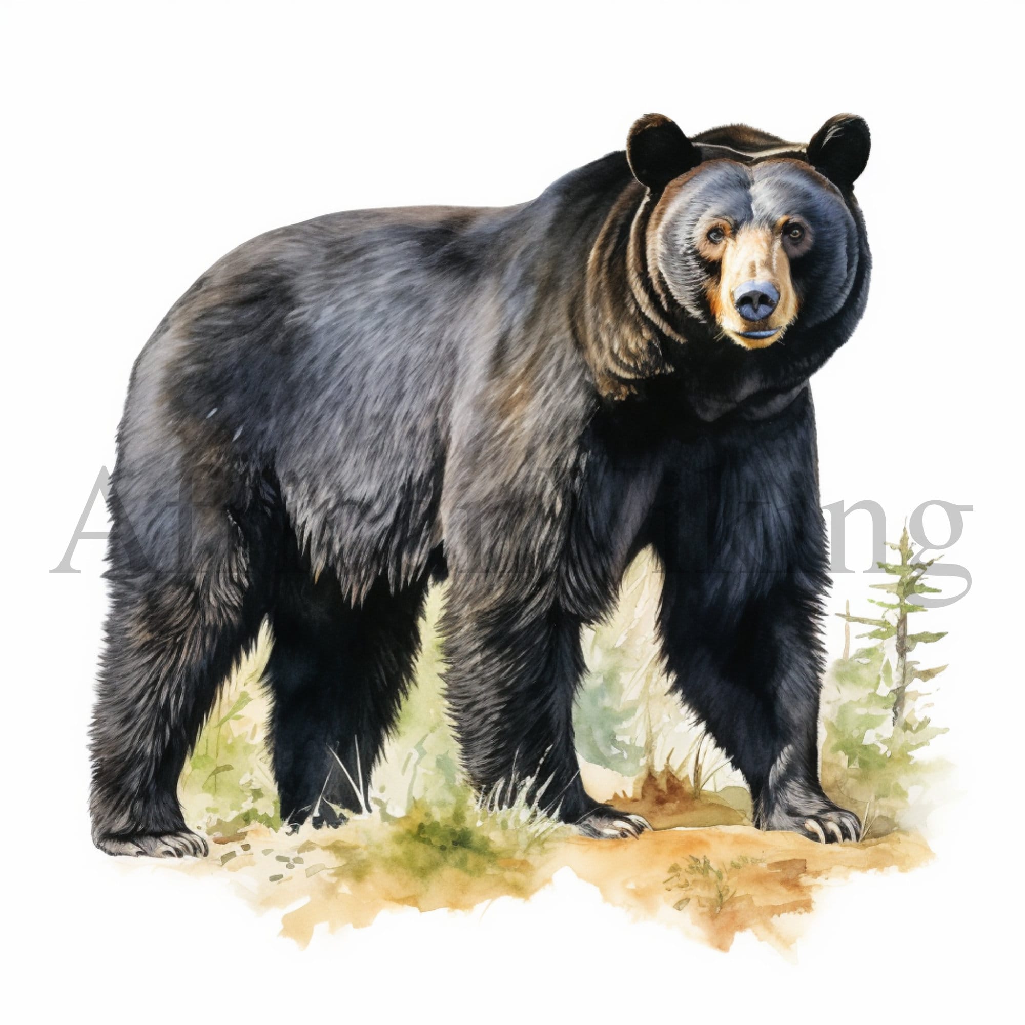 Watercolor Black Bear Clipart | 10 High Quality Jpgs | Digital Download ...