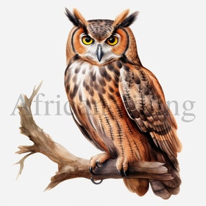 Watercolor Owl Clipart | 10 High Quality Jpgs | Digital Download | Card ...