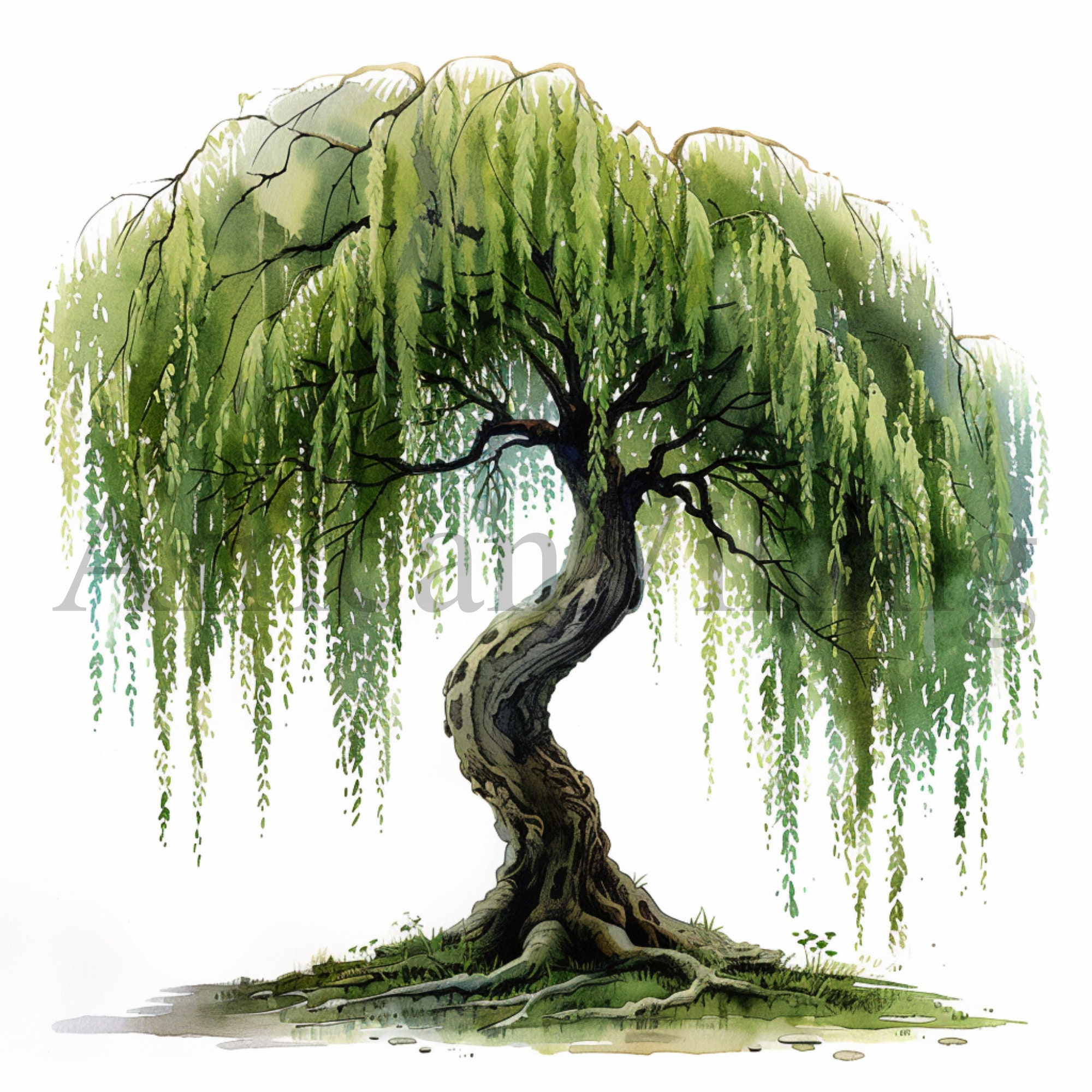 Willow Trees Clipart | 10 High Quality Jpgs | Digital Download | Card ...