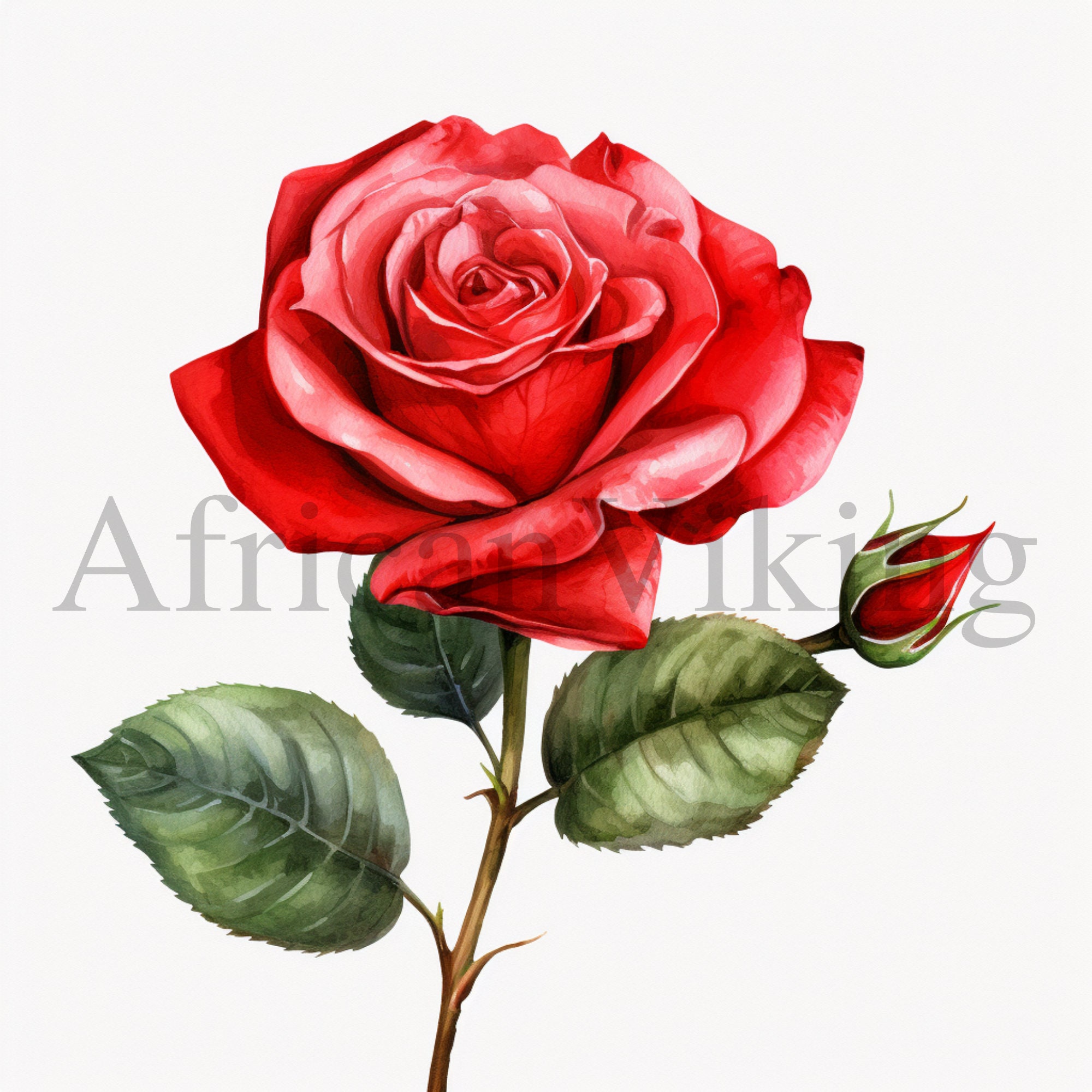 Red Rose Clipart 10 High Quality Jpgs Digital Download Card Making ...