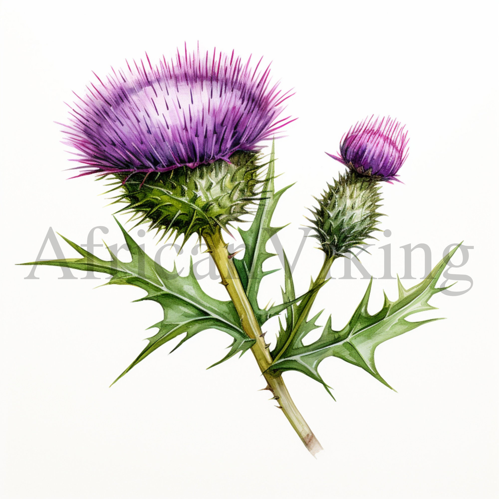 Thistle Clipart 10 High Quality Jpgs Digital Download Digital Paper ...