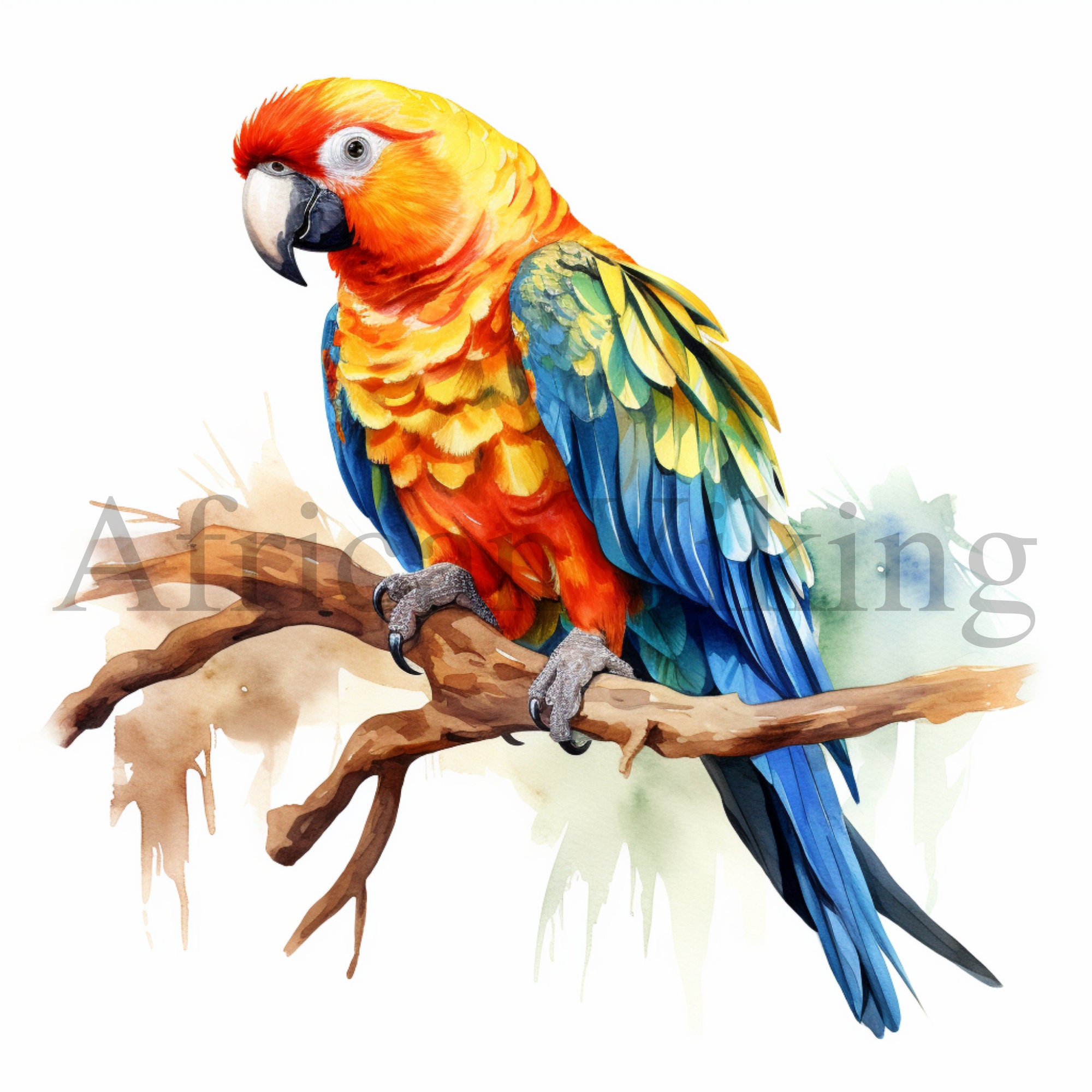 Colorful Parrot Clipart 10 High Quality Jpgs Digital Download Nursery ...