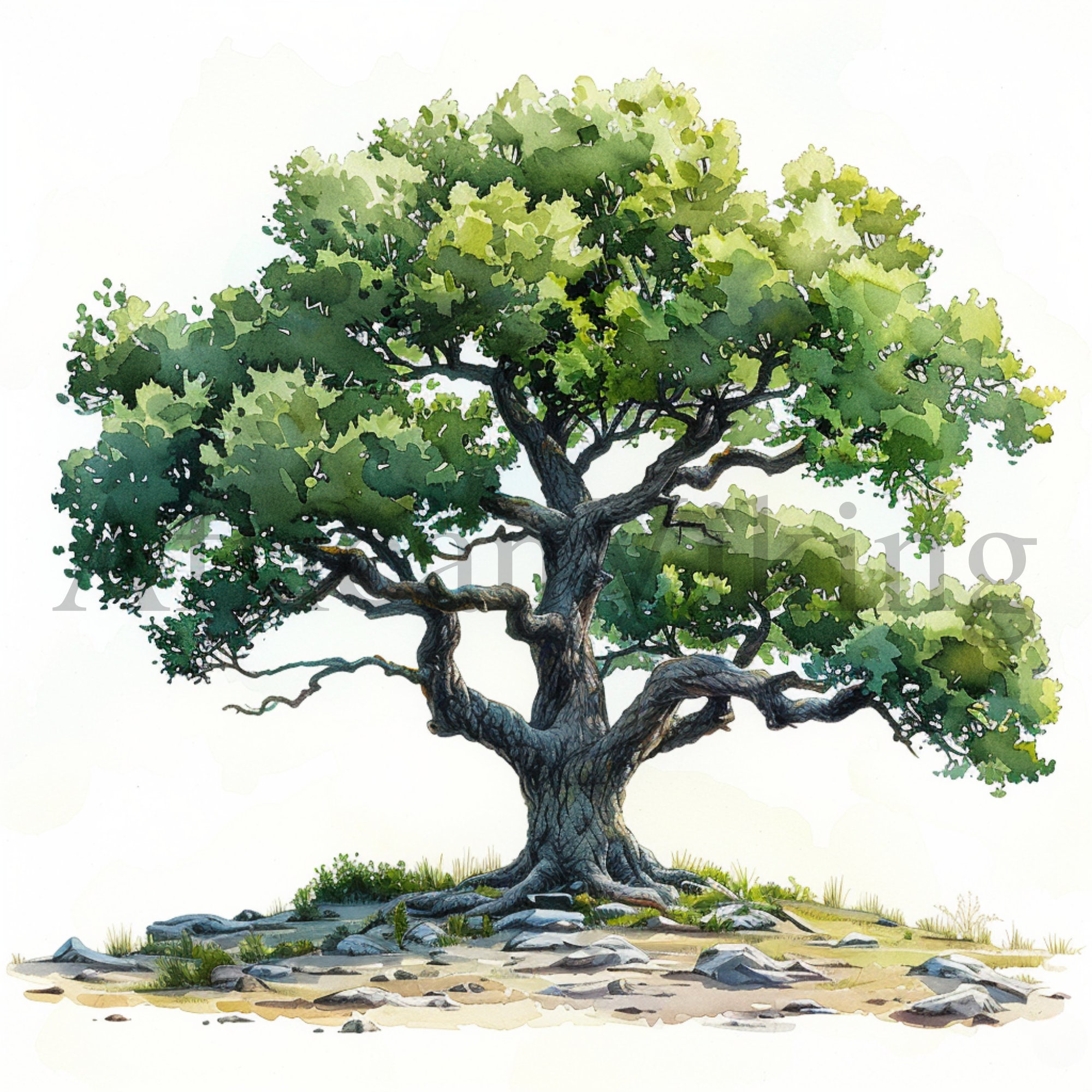 Oak Trees Clipart | 10 High Quality Jpgs | Digital Download | Botanical ...