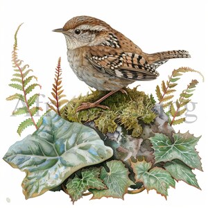 Wren Clipart | 10 High Quality Jpgs | Digital Download | Card Making ...
