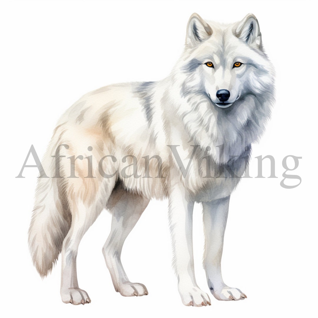 White Wolf Clipart | 10 High Quality Jpgs | Digital Download | Digital ...
