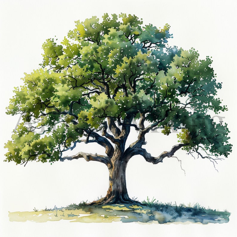 Oak Trees Clipart | 10 High Quality Jpgs | Digital Download | Botanical ...