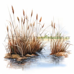Cattails and Reeds in Water Pond Clipart | 10 High Quality Jpgs ...