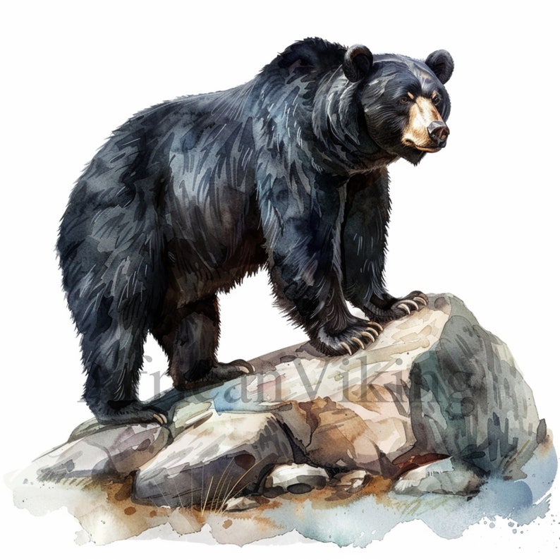 Watercolor Black Bear Clipart | Wildlife Art (JPG) - Etsy