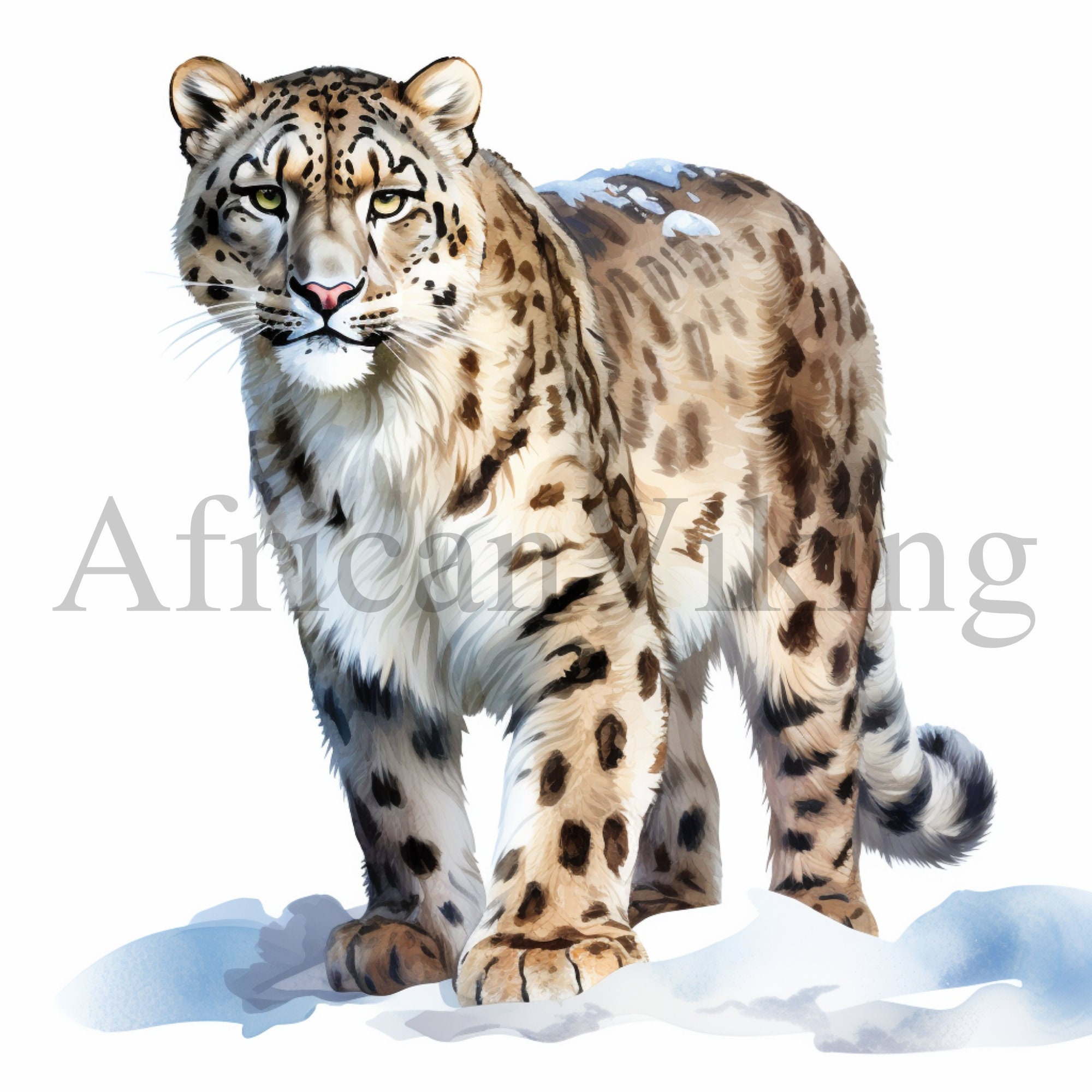 Snow Leopard Clipart | 10 High Quality Jpgs | Digital Download | Animal ...