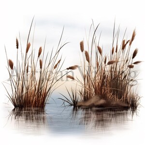 Cattails and Reeds in Water Pond Clipart | 10 High Quality Jpgs ...