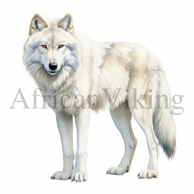 White Wolf Clipart | 10 High Quality Jpgs | Digital Download | Digital ...