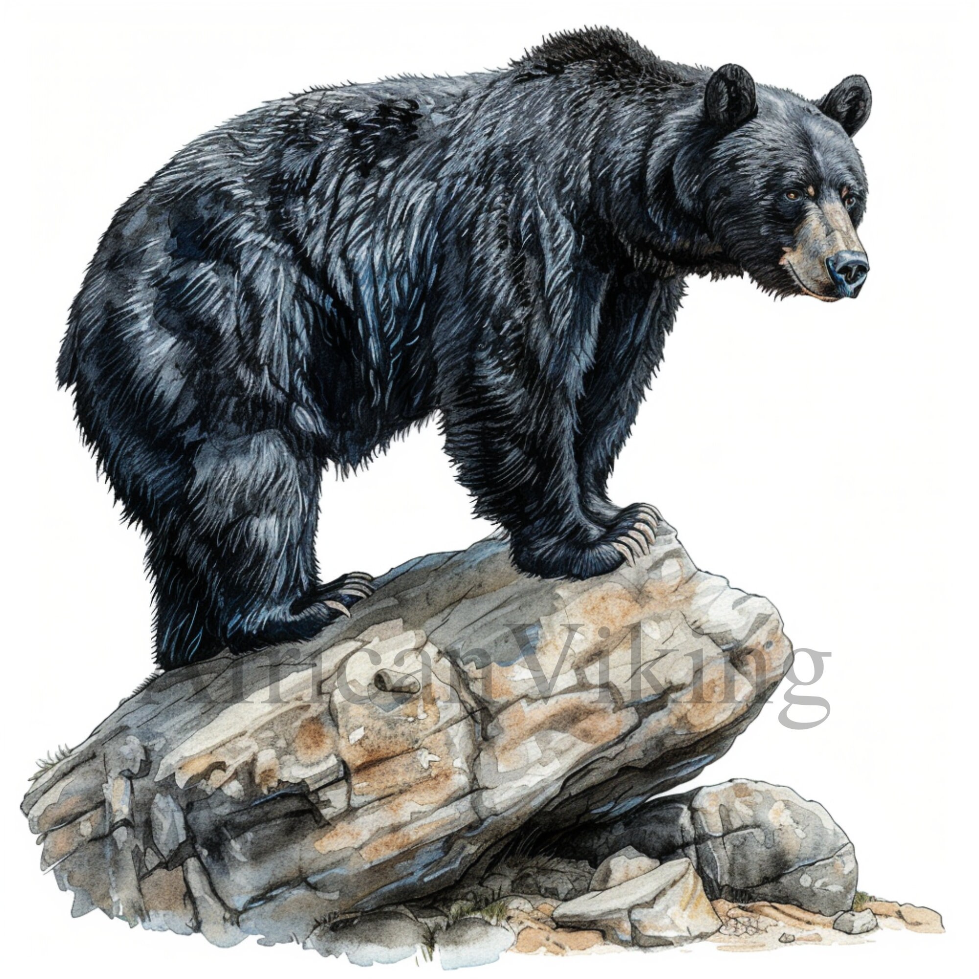 Watercolor Black Bear Clipart | 10 High Quality Jpgs | Black Bear ...