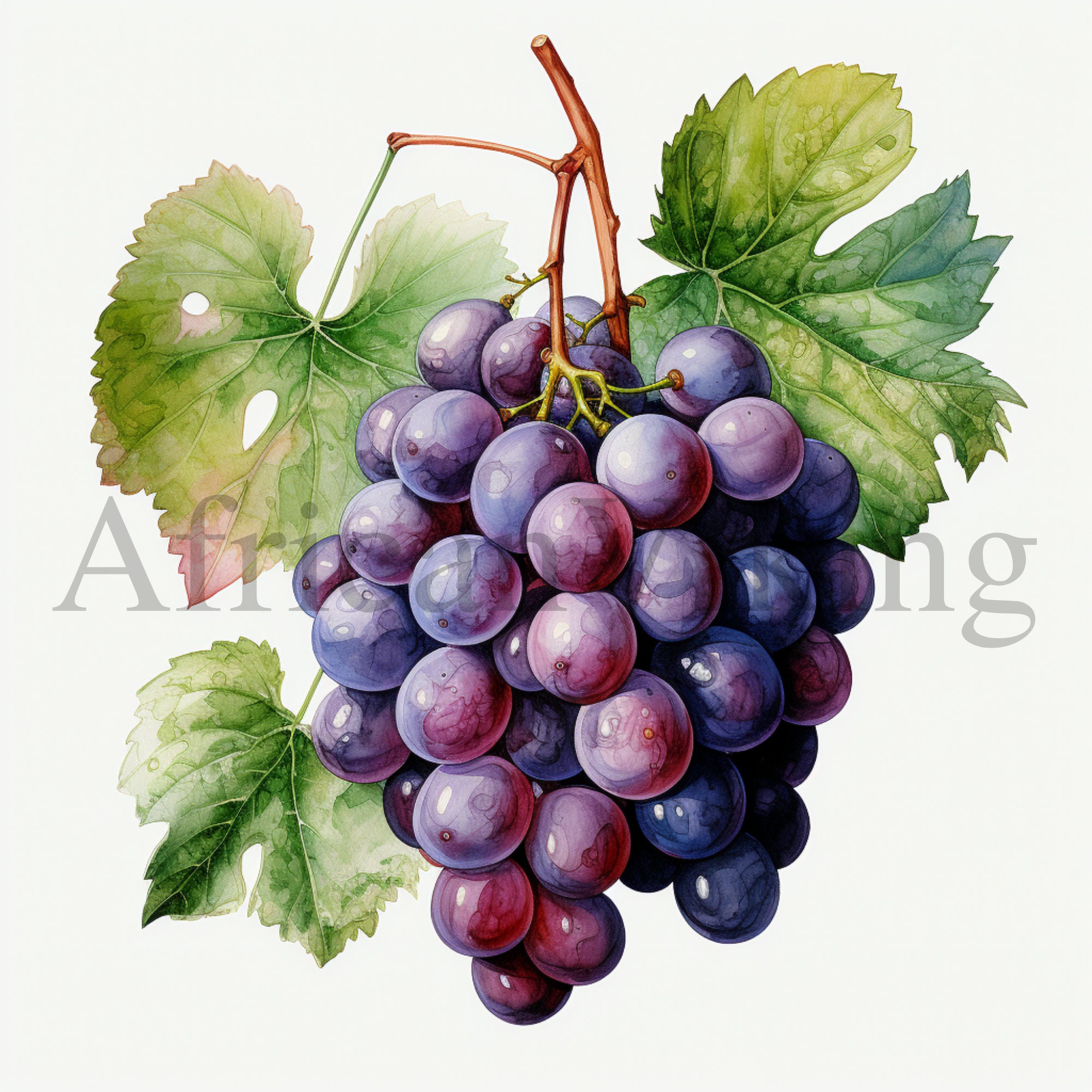 Grape Branches Clipart 10 High Quality Jpgs Digital Download Journaling ...